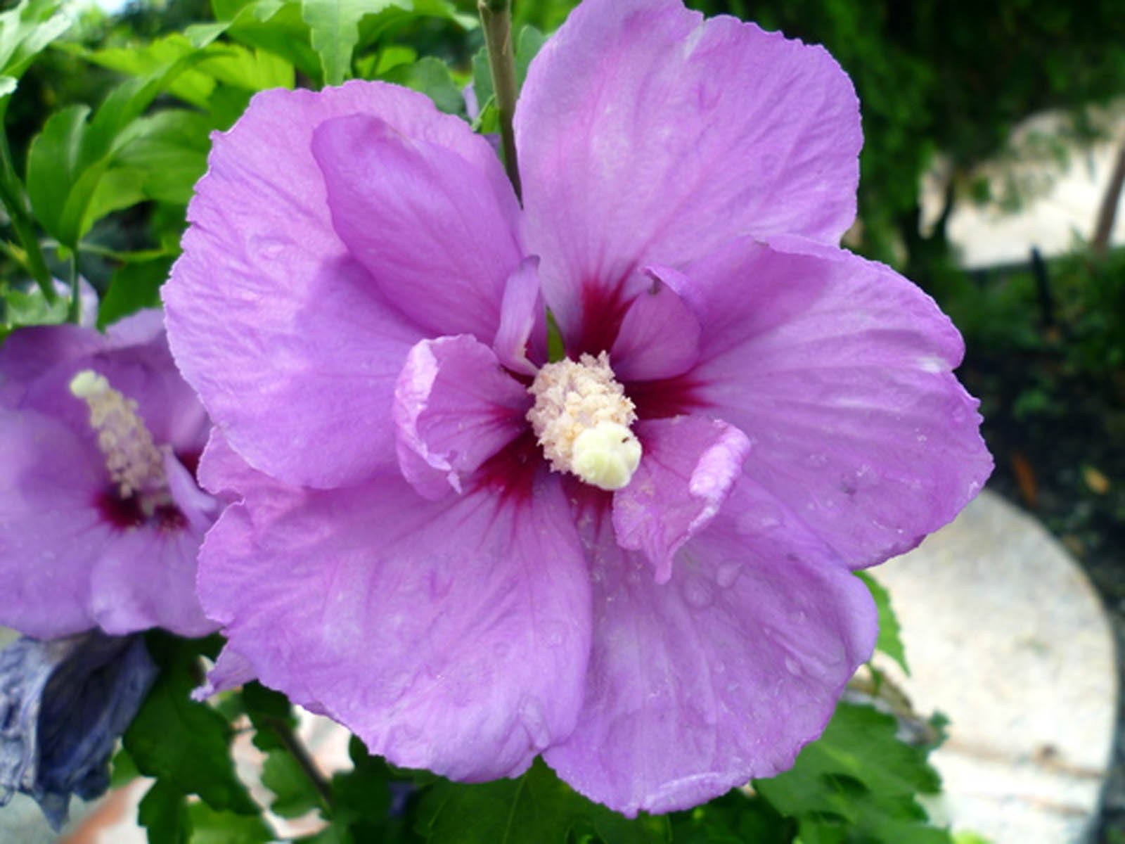 Desktop Wallpapers: Purple Hibiscus Flowers Desktop Wallpapers