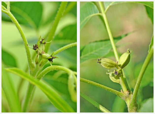 Northern Pecans: June 2011