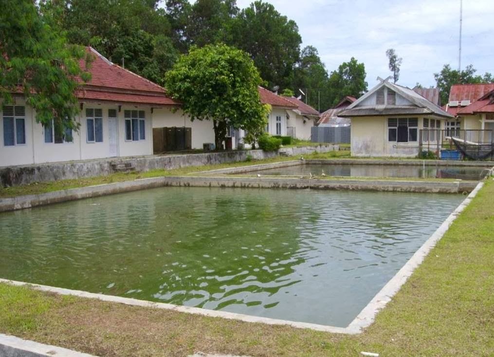 Tehnik Budidaya Ikan Emas | "BLOG TANI NELAYANKU"