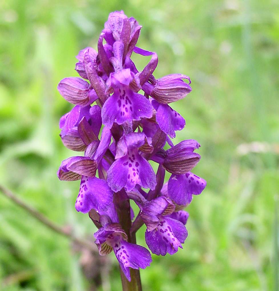 ÇAY SAATİ: Salep ve salebin faydaları