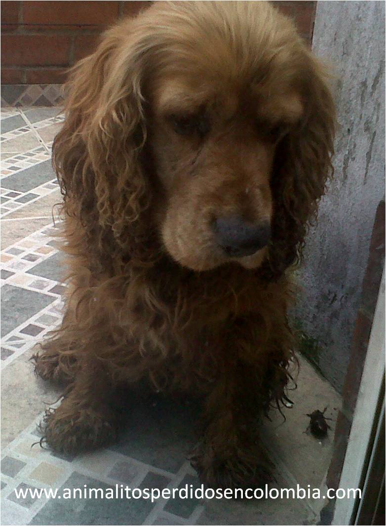 Animalitos Perdidos en Colombia: ENCONTRADO BOGOTÁ - PERRO COCKER ...