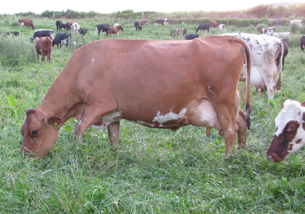 Amazing Grace Dairy: Some of My Favorite Cows