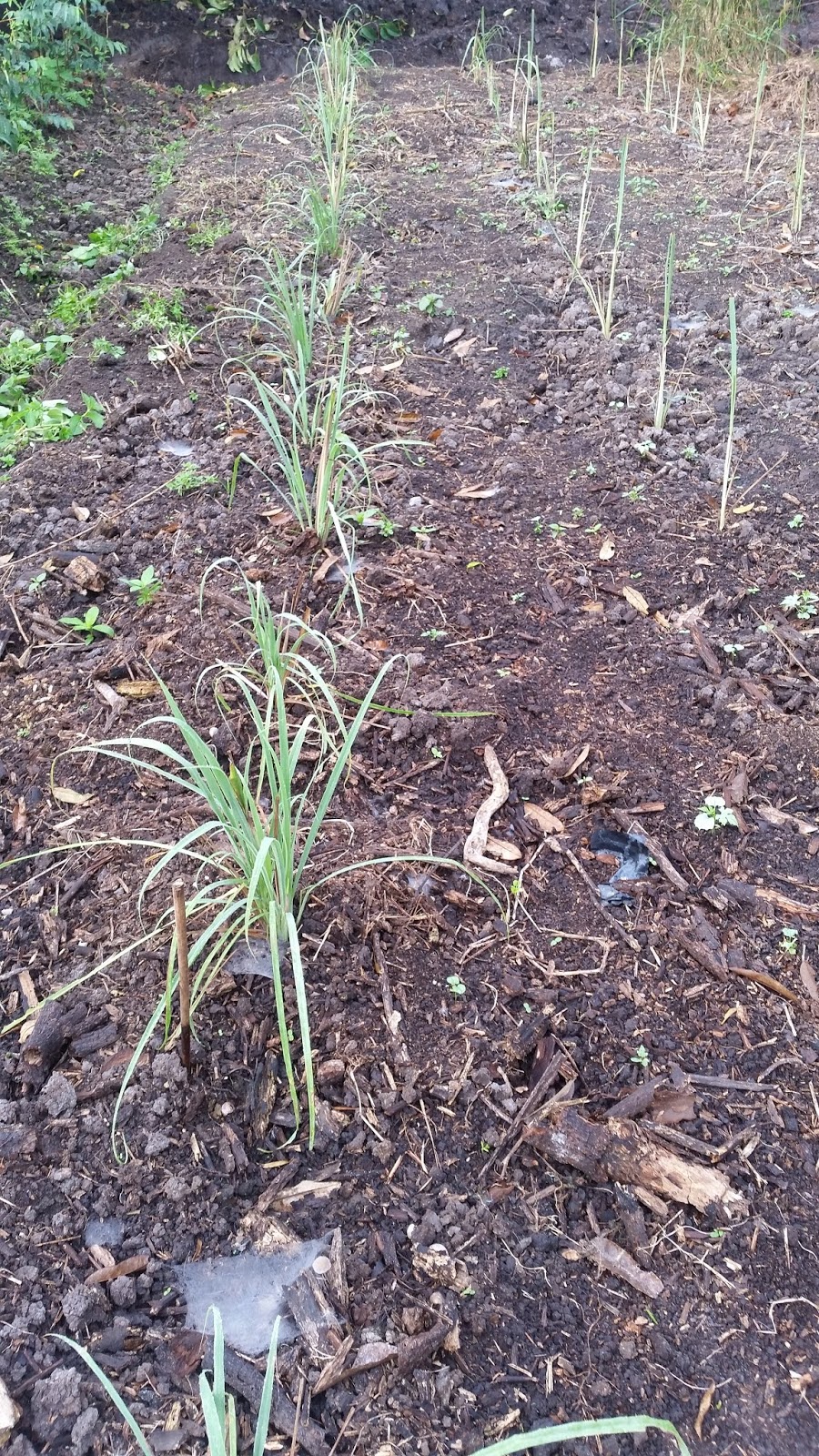 Warisan Petani: Menanam Serai