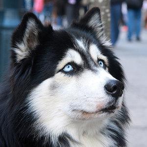 Training A Dog Siberian Husky