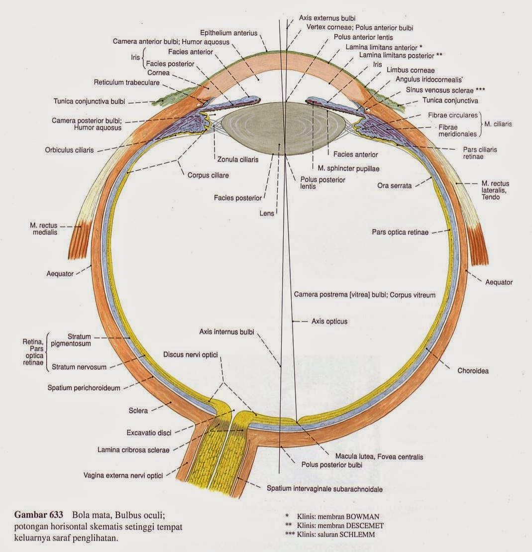 Read It: Anatomi Mata