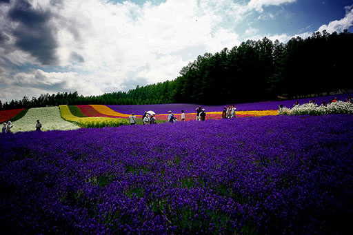 Everything About Japan: Furano Lavender Fields
