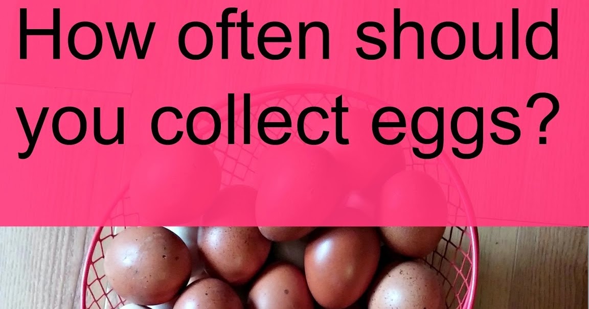 Murano Chicken Farm: How often should you collect eggs?