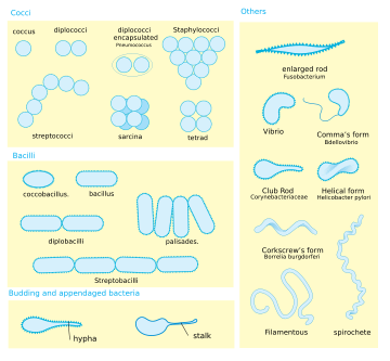 Introduction to Bacteria - General Characteristics - Shape of Bacteria