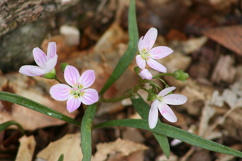Spring Beauty Flower