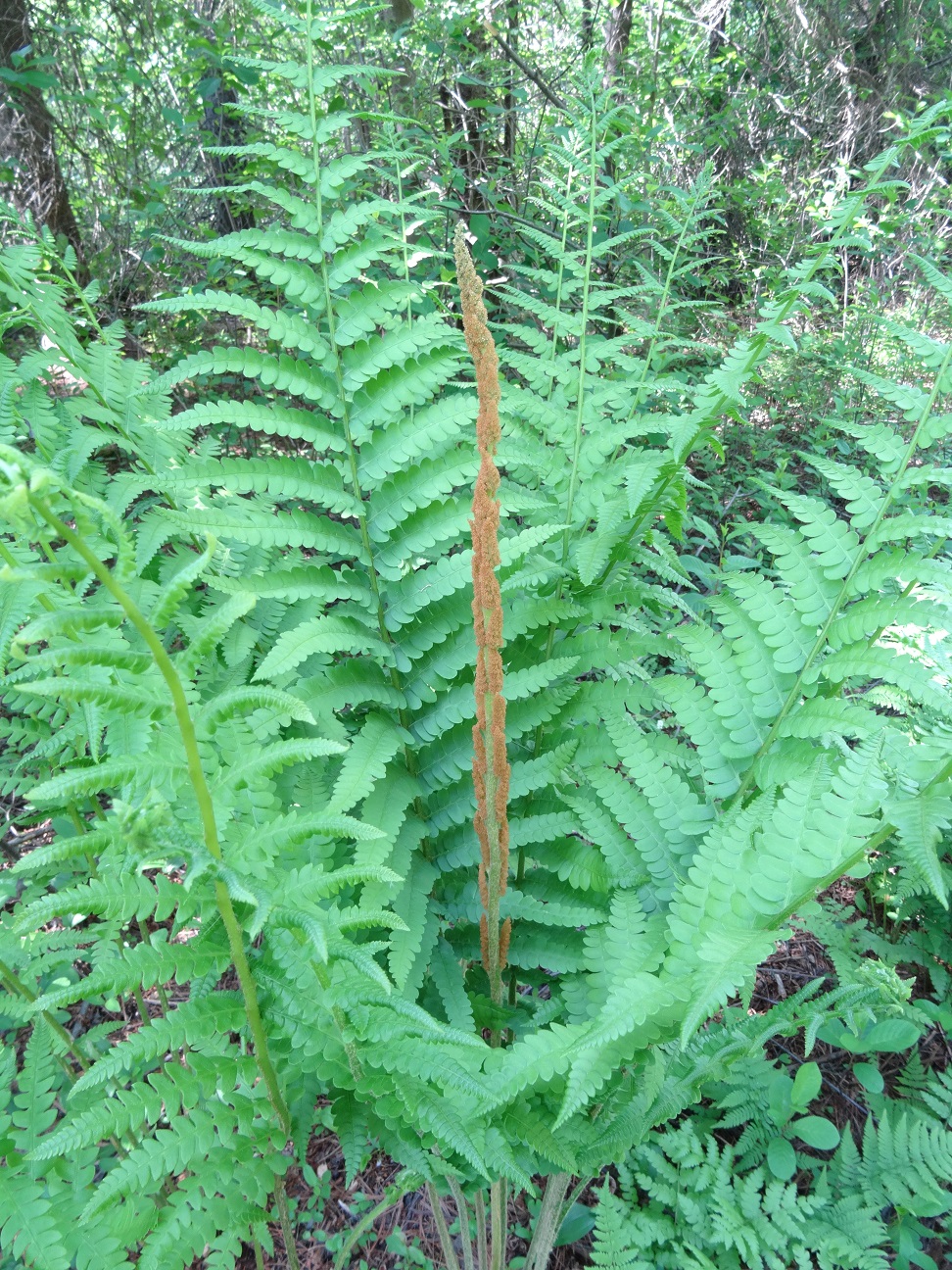 Ontario Field Biology: Ellice Swamp, Perth County