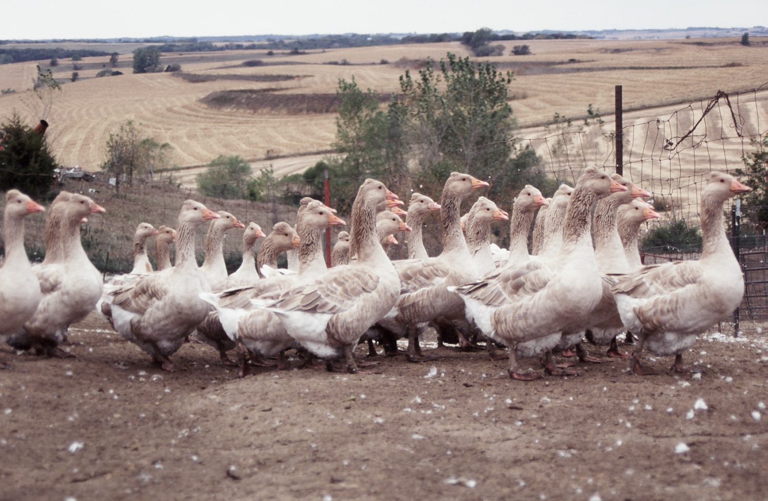 Metzer Farms Duck and Goose Blog Metzer Farms Duck and Goose Blog