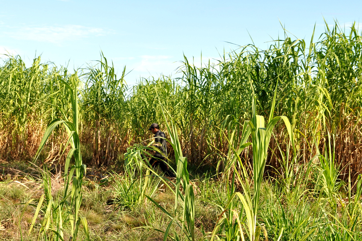 Investing in Tropical Trees: Making Silage in Vichada, Colombia