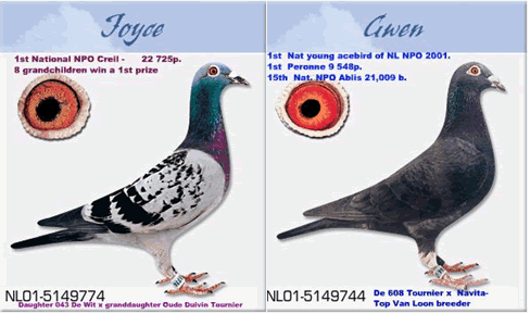 nieripigeons2-racing pigeons: Louis Van Loon: El hombre milagro de Poppel