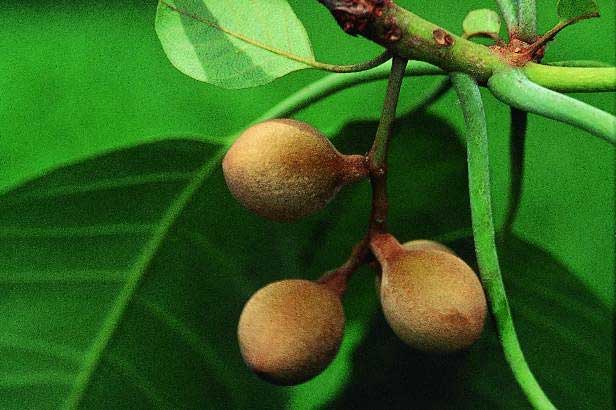 Health Benefits of Triphala