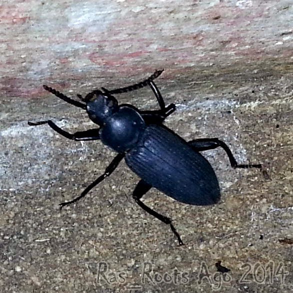 Tenebrio Besouro : 100 Tenébrio Molitor + Cultura Besouro Do Amendoim ...