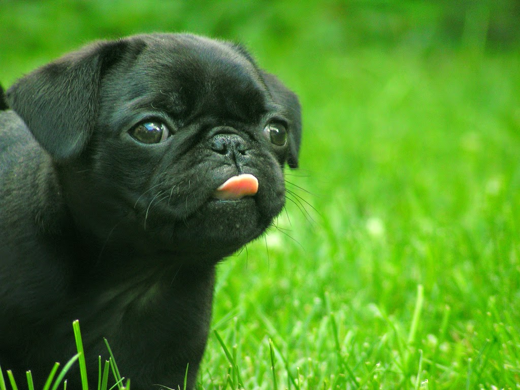 Rules of the Jungle: Pug puppies