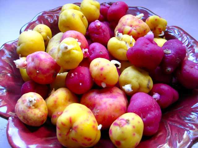 An angel in the kitchen: Earth gems: a magnificent winter vegetable