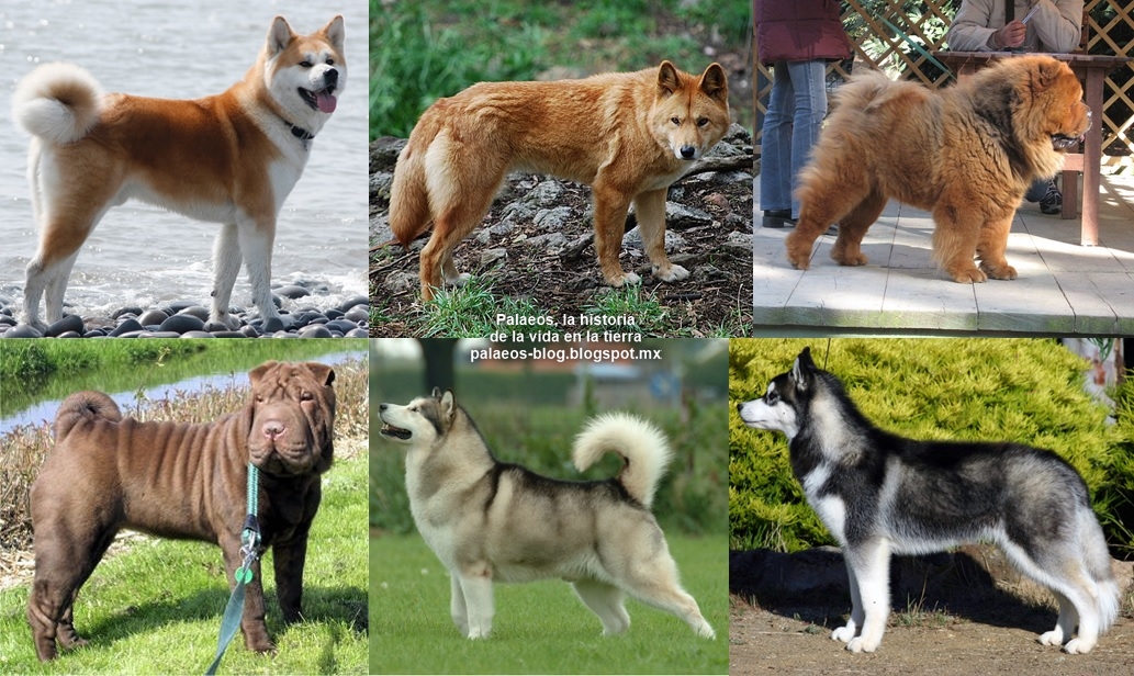 Palaeos, la historia de la Vida en la Tierra: julio 2013