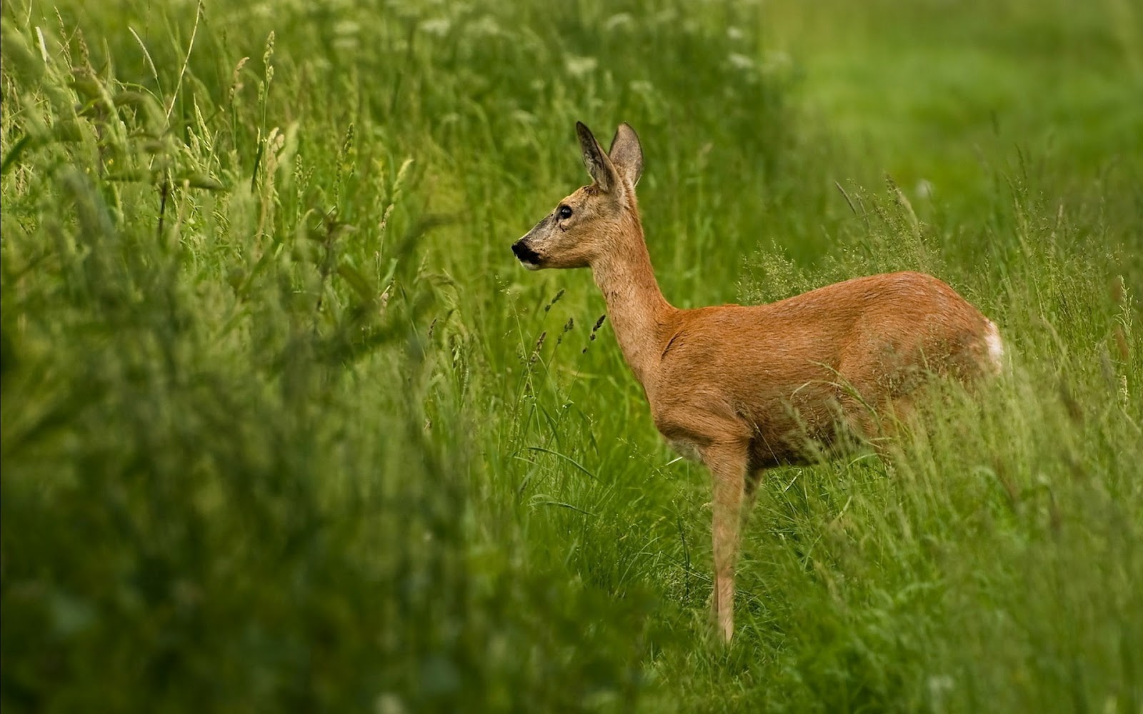 Herten Achtergronden