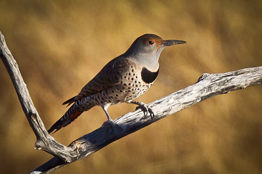 Feather Tailed Stories: Northern Flicker, Havenwoods State Forest