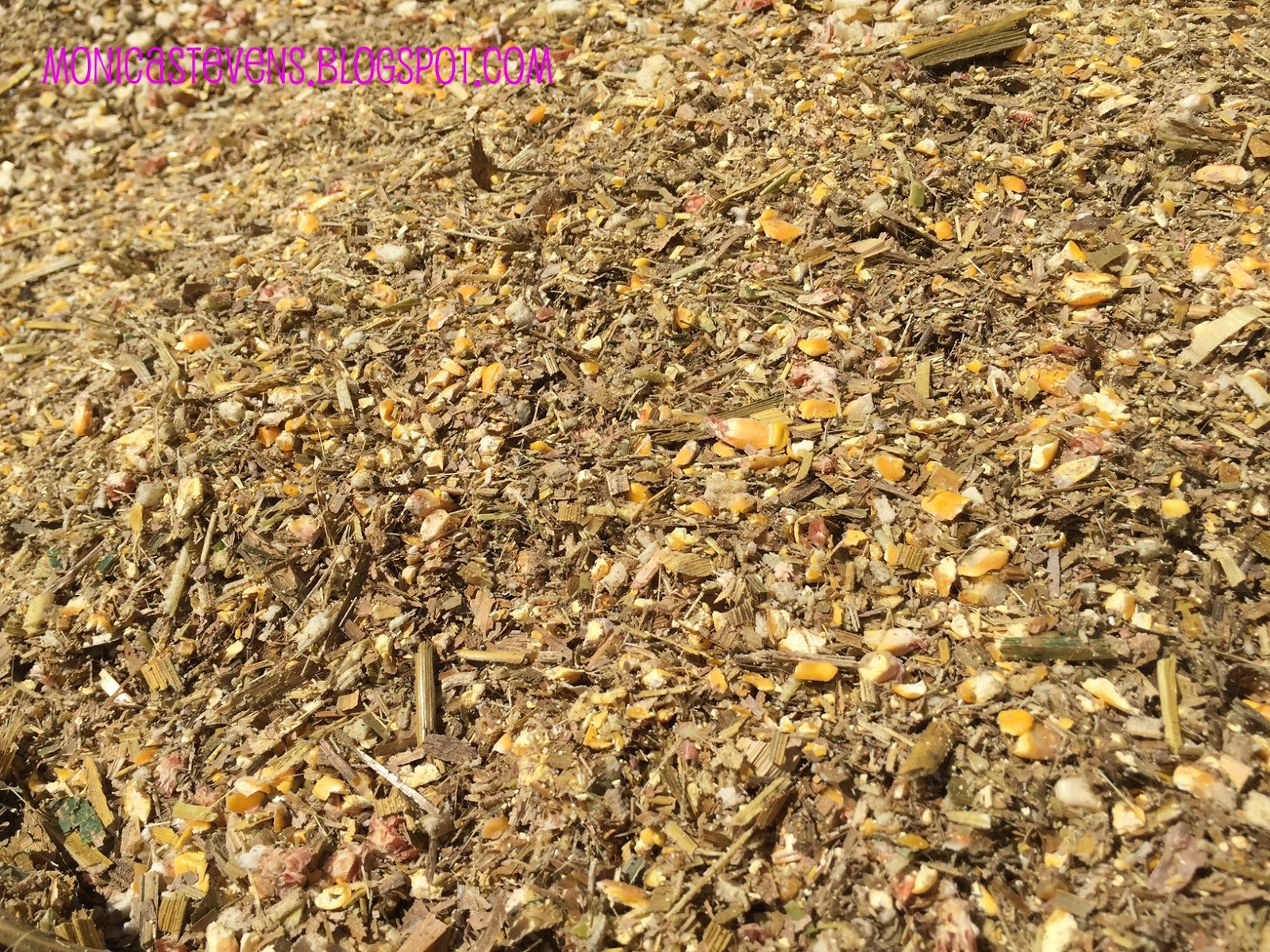 the life of a cow chick: corn silage