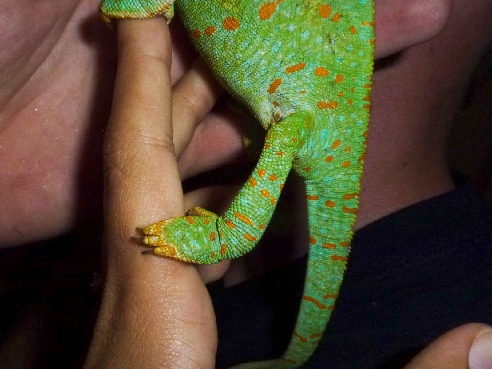 the adventures of US: Wild Veiled Chameleons in South Florida