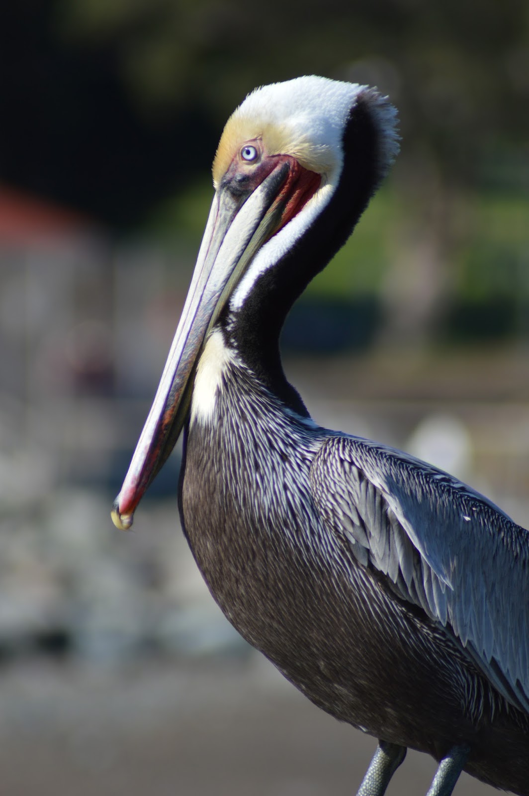 Birds of Marin County | Trails of Arkansas (& now California)