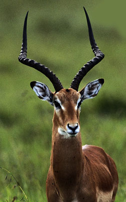 The Ministry of Overcomers: The Lion and the Gazelle