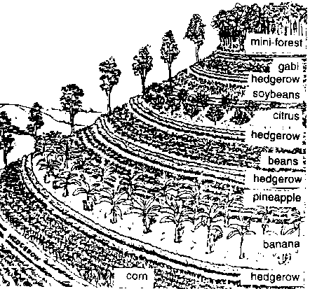 Naturalism - the Eighth Sense: Non-cash farming technology: Foundation ...
