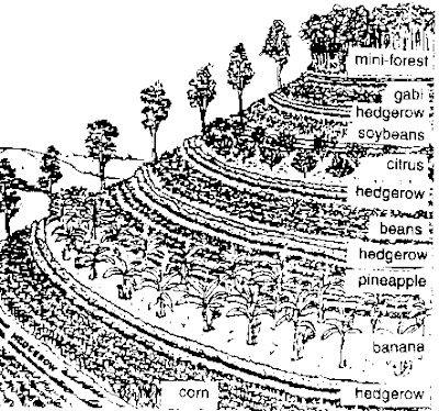 Naturalism - the Eighth Sense: Non-cash farming technology: Foundation ...