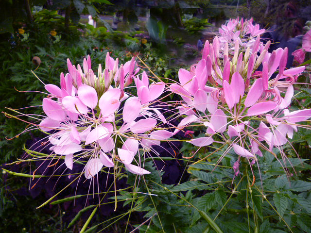 Spider Flower - Rose Queen - Cleome | SL Flora