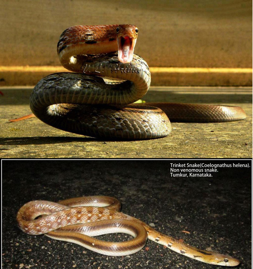 भारतीय साप