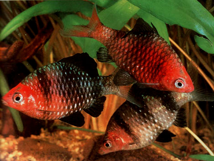 Welcome to Lanka: Black ruby barb (Bulath Hapaya)