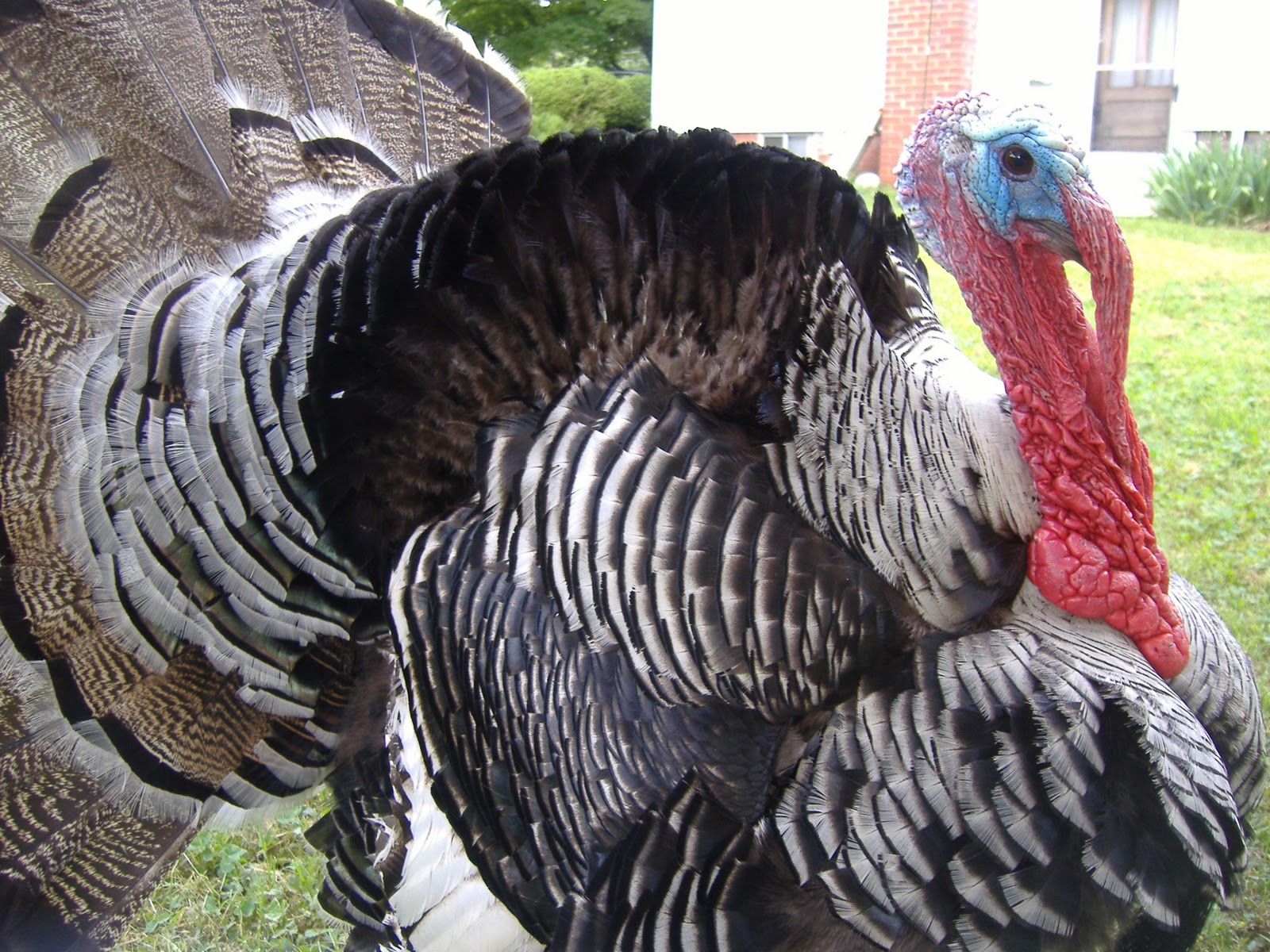 Shoe Daydreams: A brief interlude for excited yelling - Jake is Turkey ...