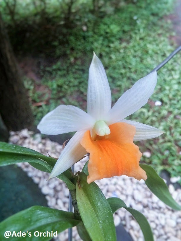 Ade's Orchid: Dendrobium formosum x Fusidol