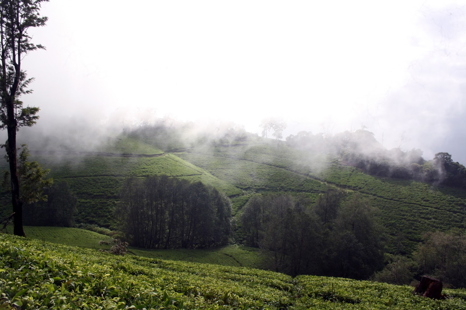 Social TeaV Blogs if need to go back type www.SocialTeaV.Net: ROBERT ...