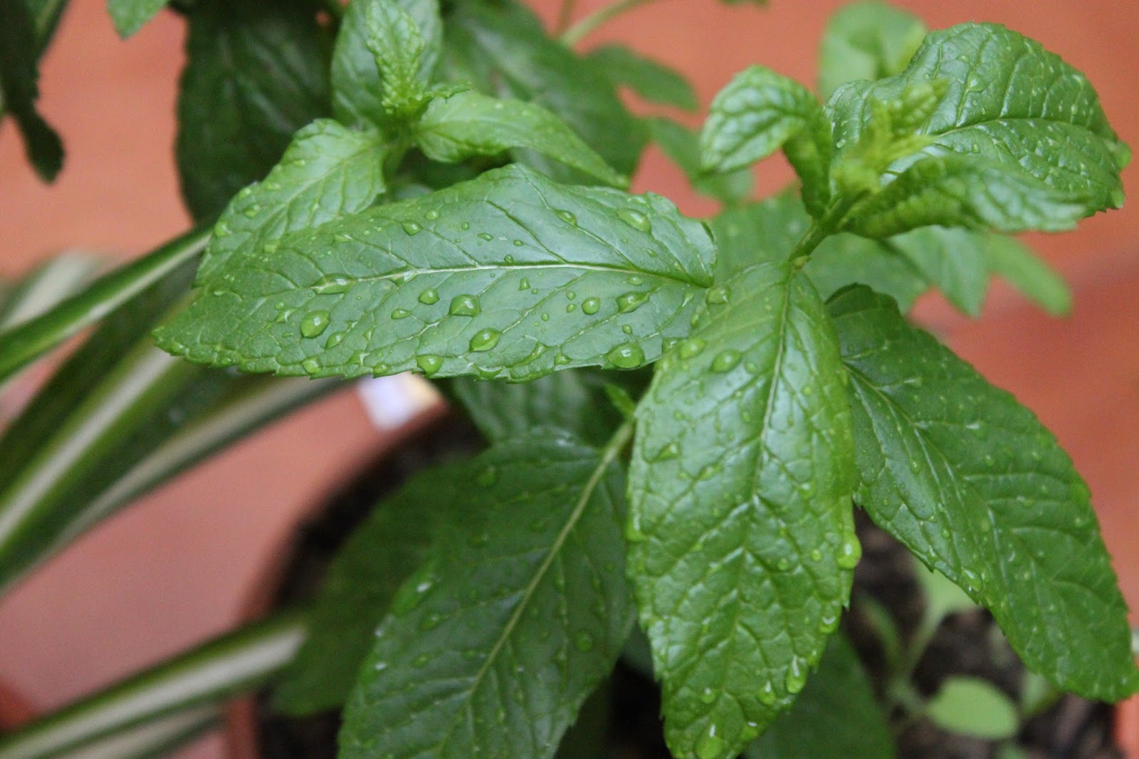 Las plantas y sus usos: 08/01/2015 - 09/01/2015