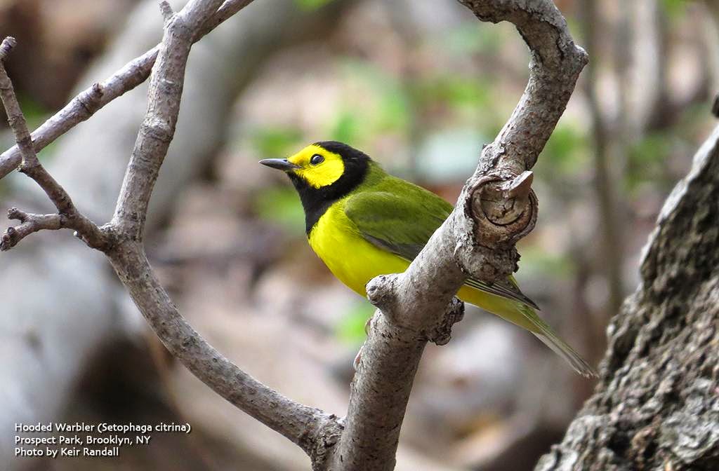 The City Birder: A Big Birding Day in Brooklyn