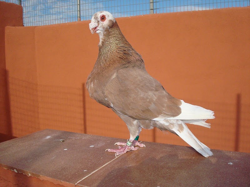 JOSE ANTONIO: LOS COLORES BÁSICOS DE NUESTRAS PALOMAS
