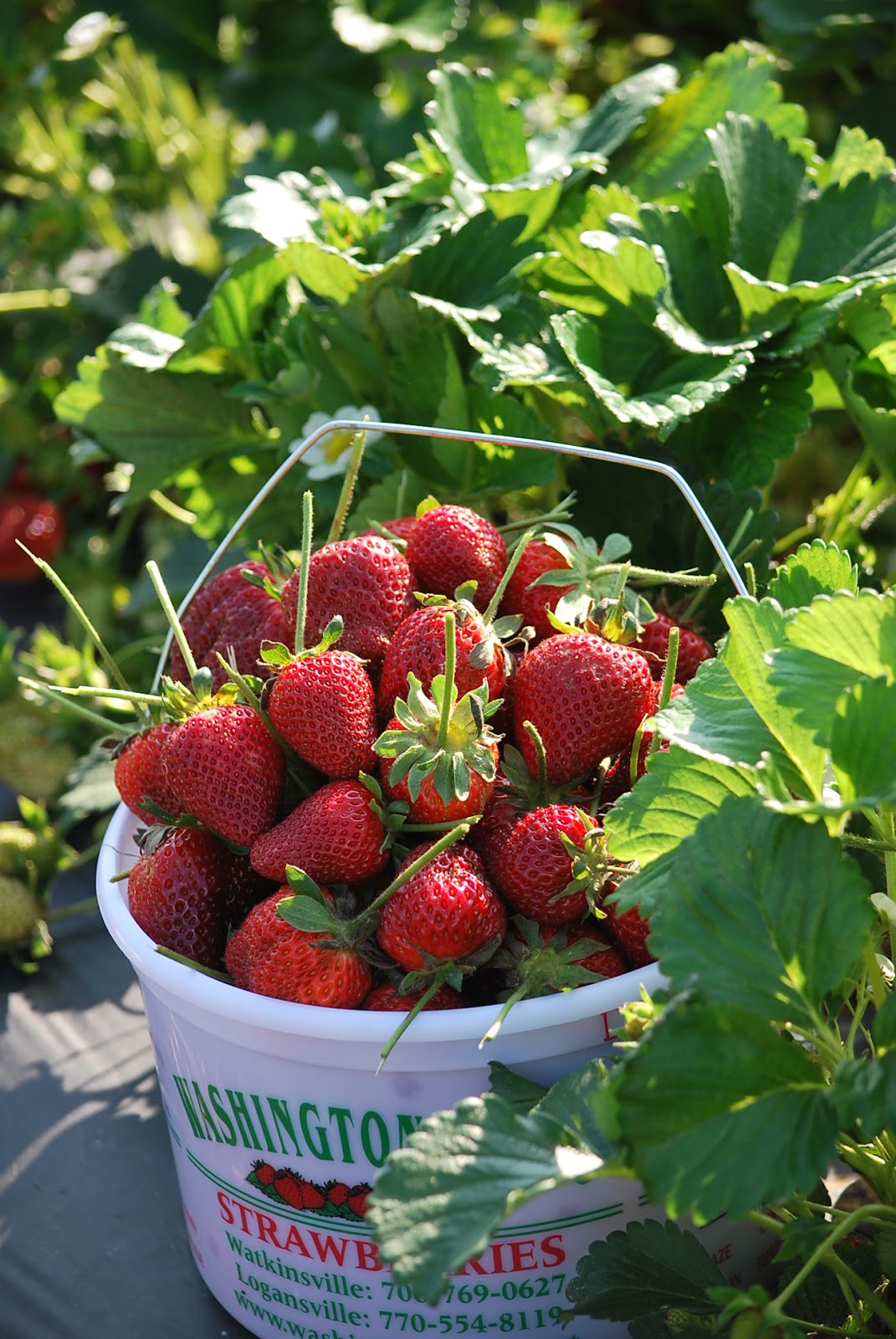 My story in recipes: Strawberry Season