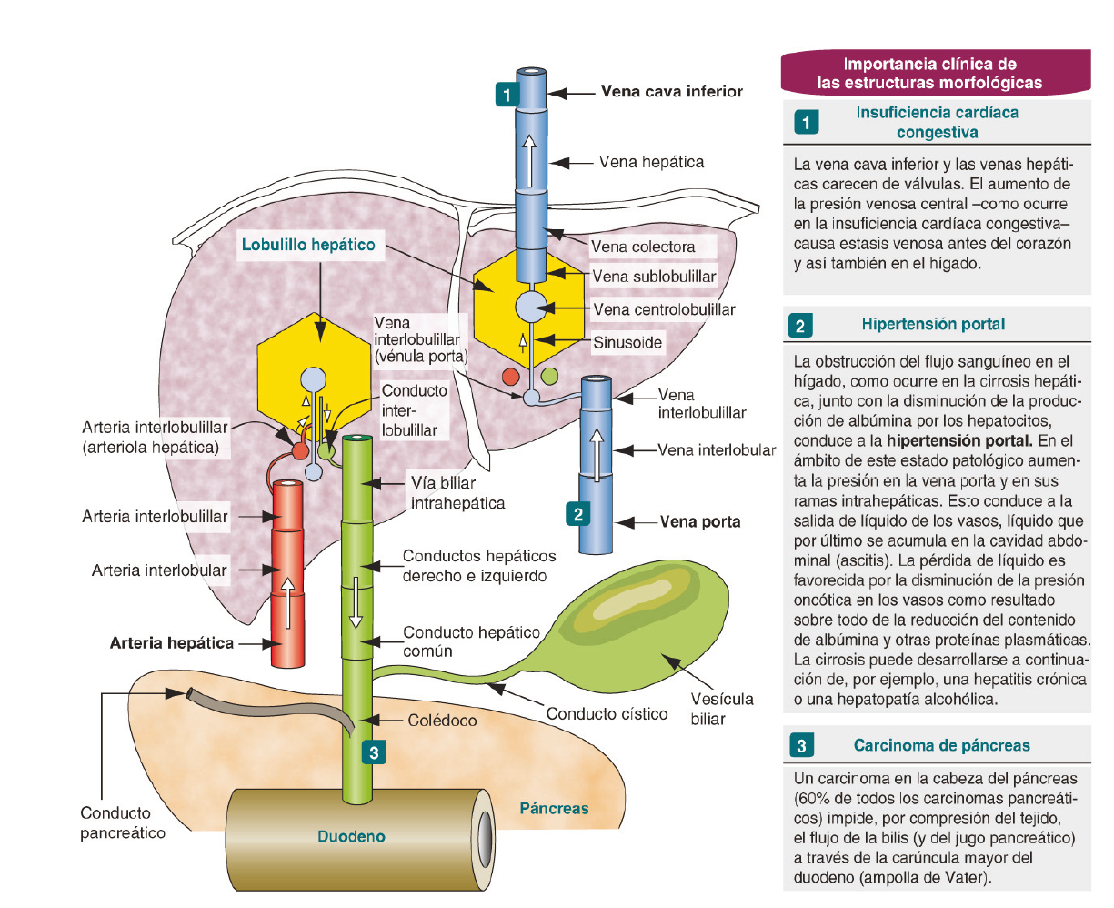 PROFESOR JANO IMÁGENES: HISTOLOGÍA ESTRUCTURAL DEL HÍGADO