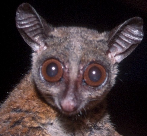 Bush Baby Facts - Amazing Facts - Ask My Brain - Get More Knowlege