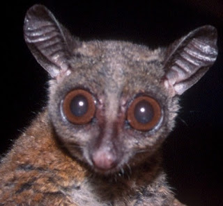 Bush Baby Facts - Amazing Facts - Ask My Brain - Get More Knowlege