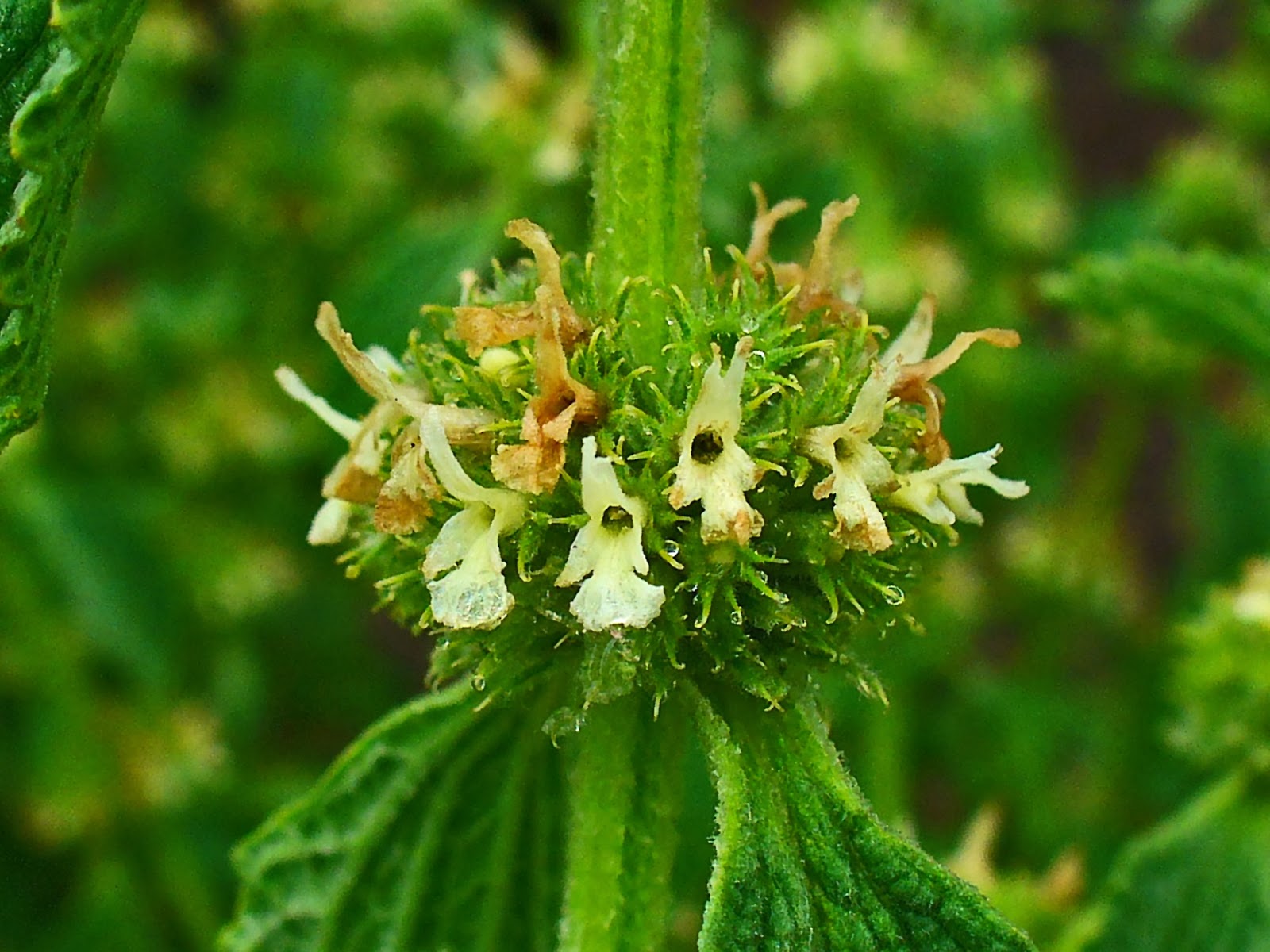 Las plantas y sus usos: Marrubio