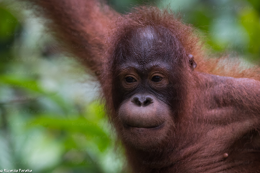 Ricardo Peralta. Fotógrafo de Naturaleza: Orangután de Borneo (Pongo ...