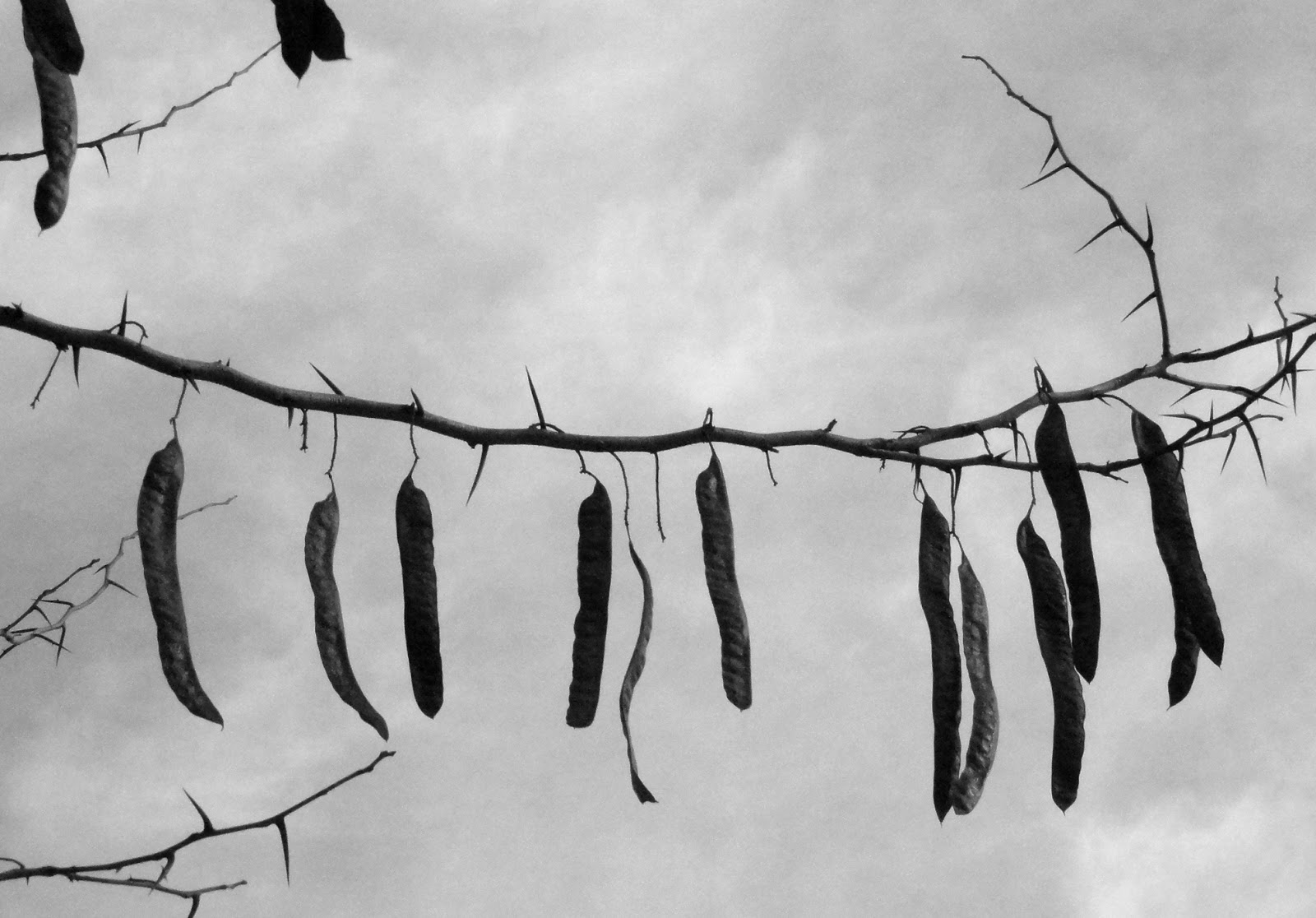 Imagini alb-negru cu plante / Black and white images with plants ...