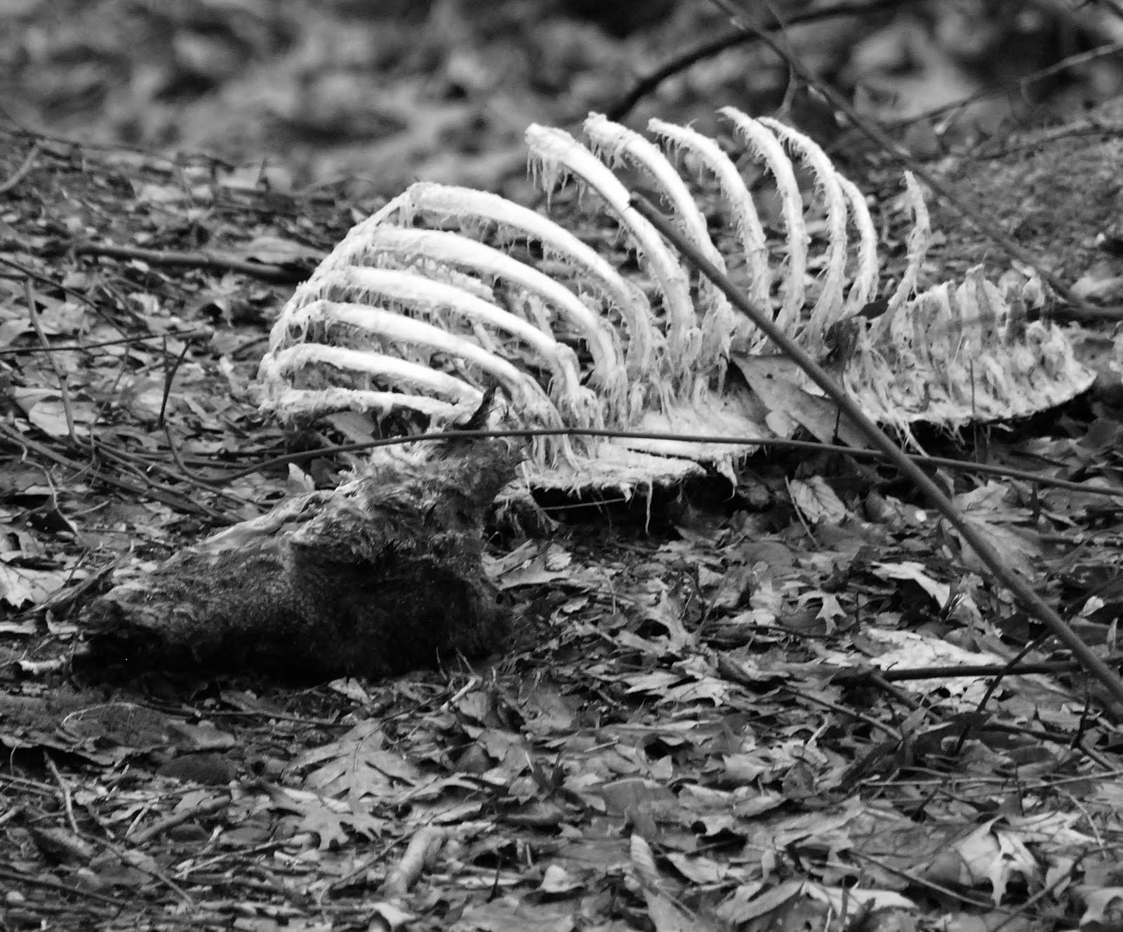 Kathie's Poet Tree: The Bones of Winter