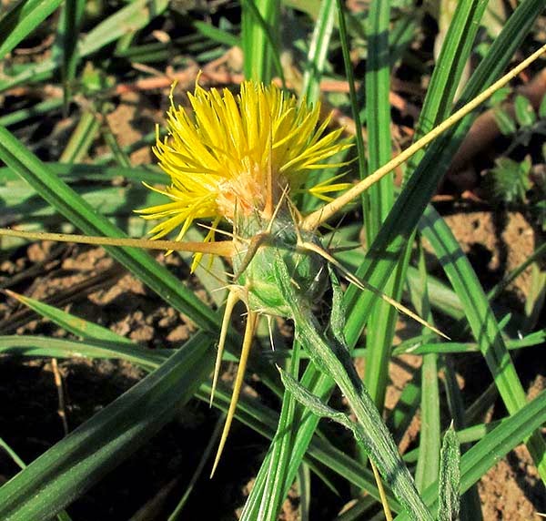 Flora hellenica: Centaurea solstitialis subsp. solstitialis