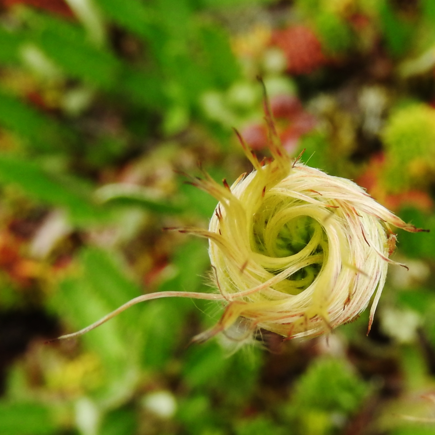 natural connections: Real-life Truffula Trees