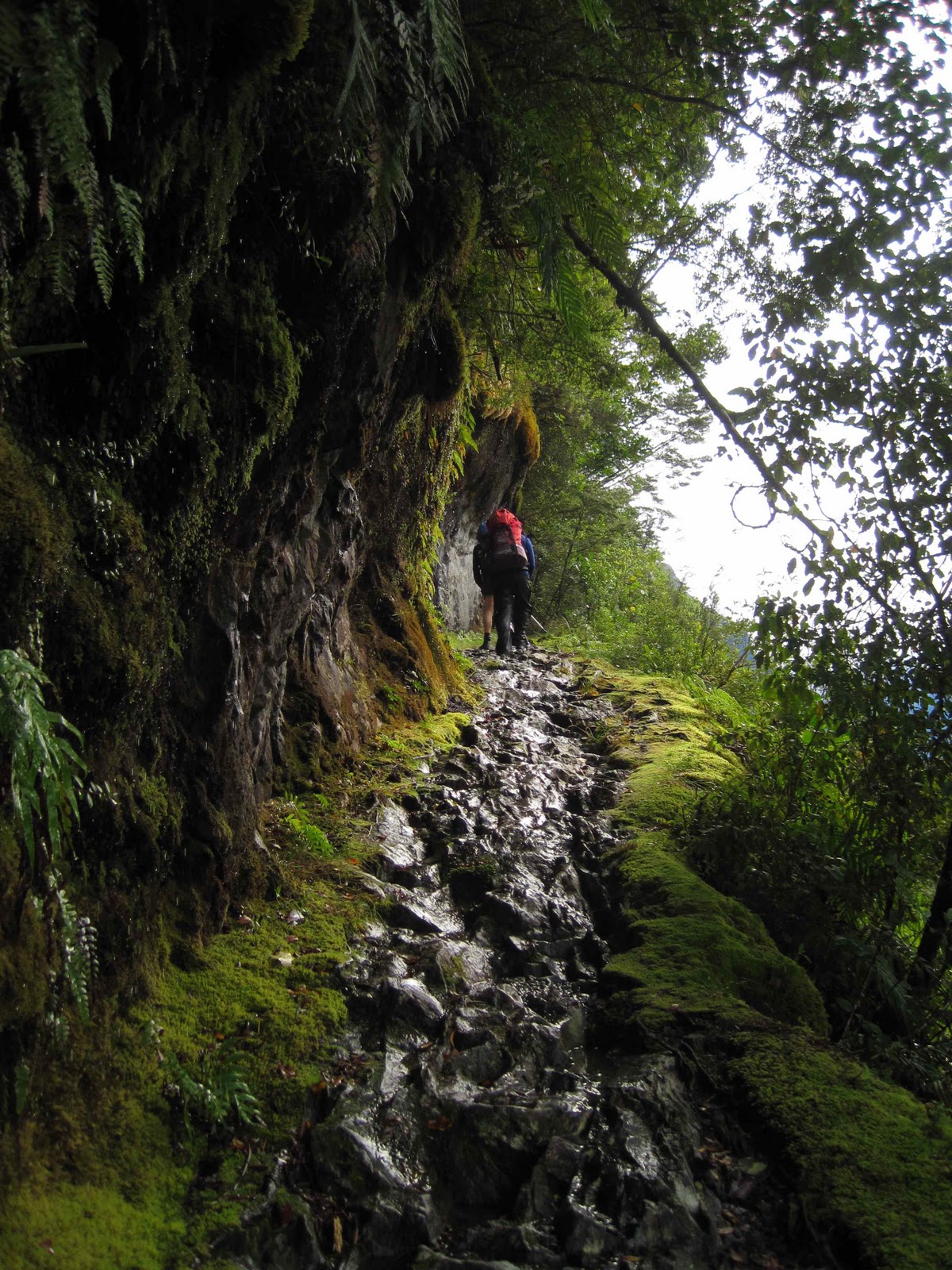 Carolyn in Aotearoa: Milford Track, Day Four: Dumpling Hut to Sandfly ...